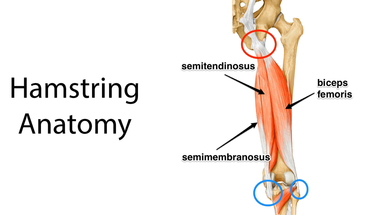The Best Hamstring Exercises to Strengthen Your Legs
